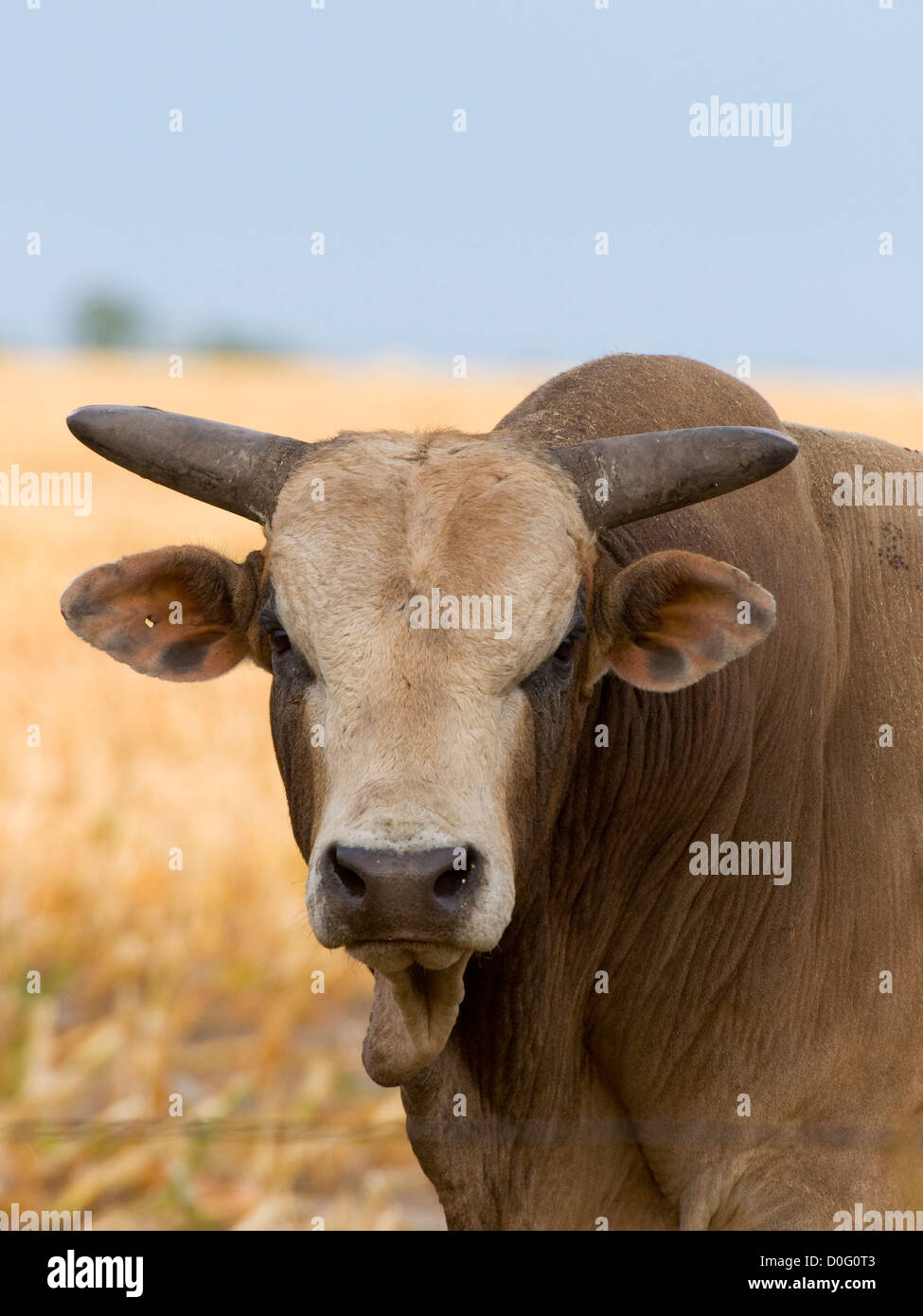 Angry Bull Farm Stock Photos & Angry Bull Farm Stock Images - Alamy