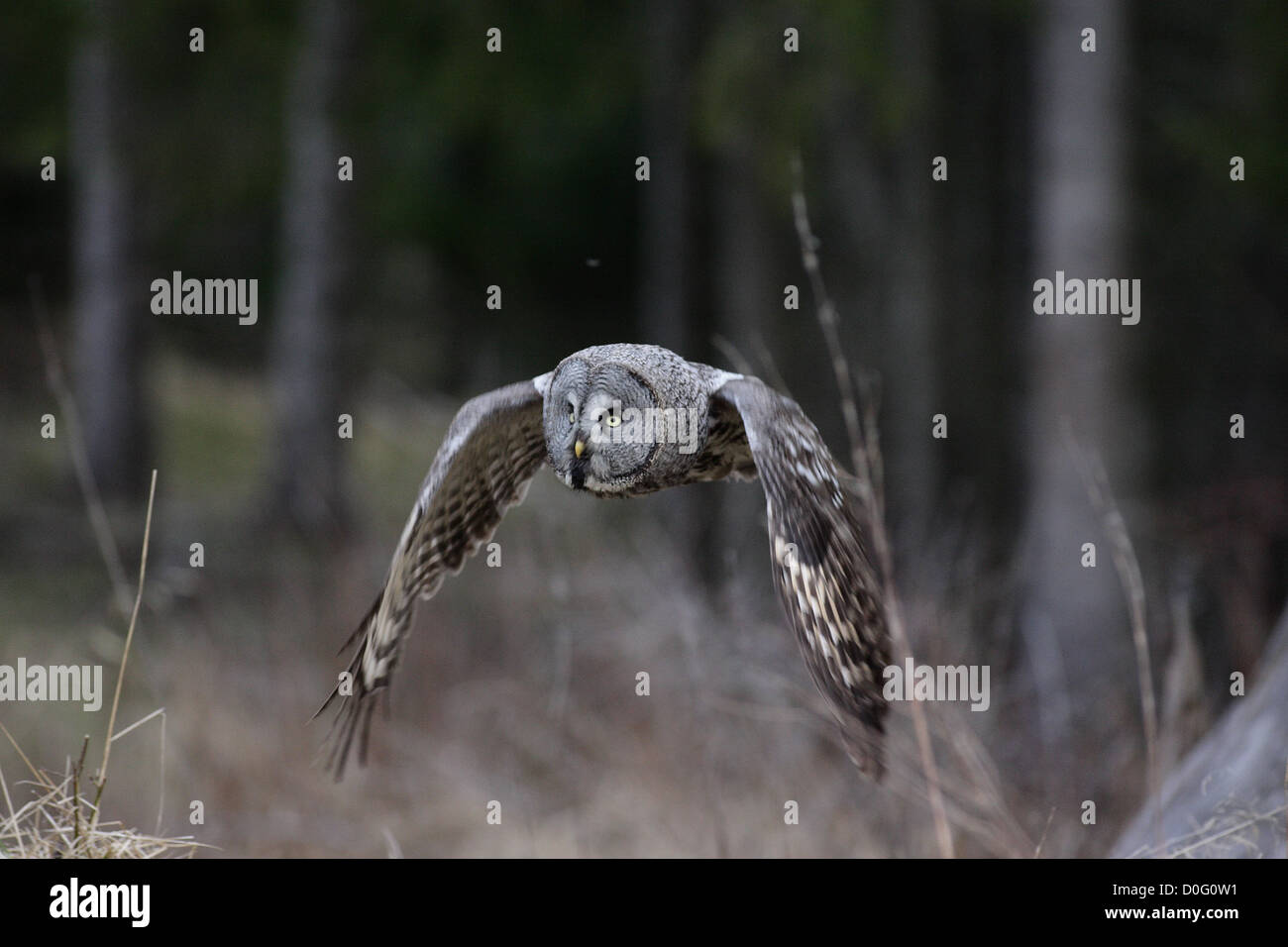 Great grey owl hunting in old forest Stock Photo - Alamy