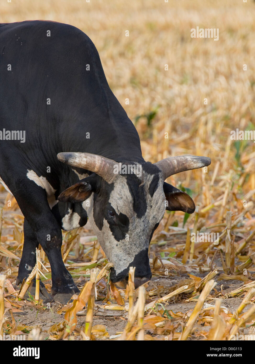Large Mean Angry Bull in a pasture Stock Photo - Alamy