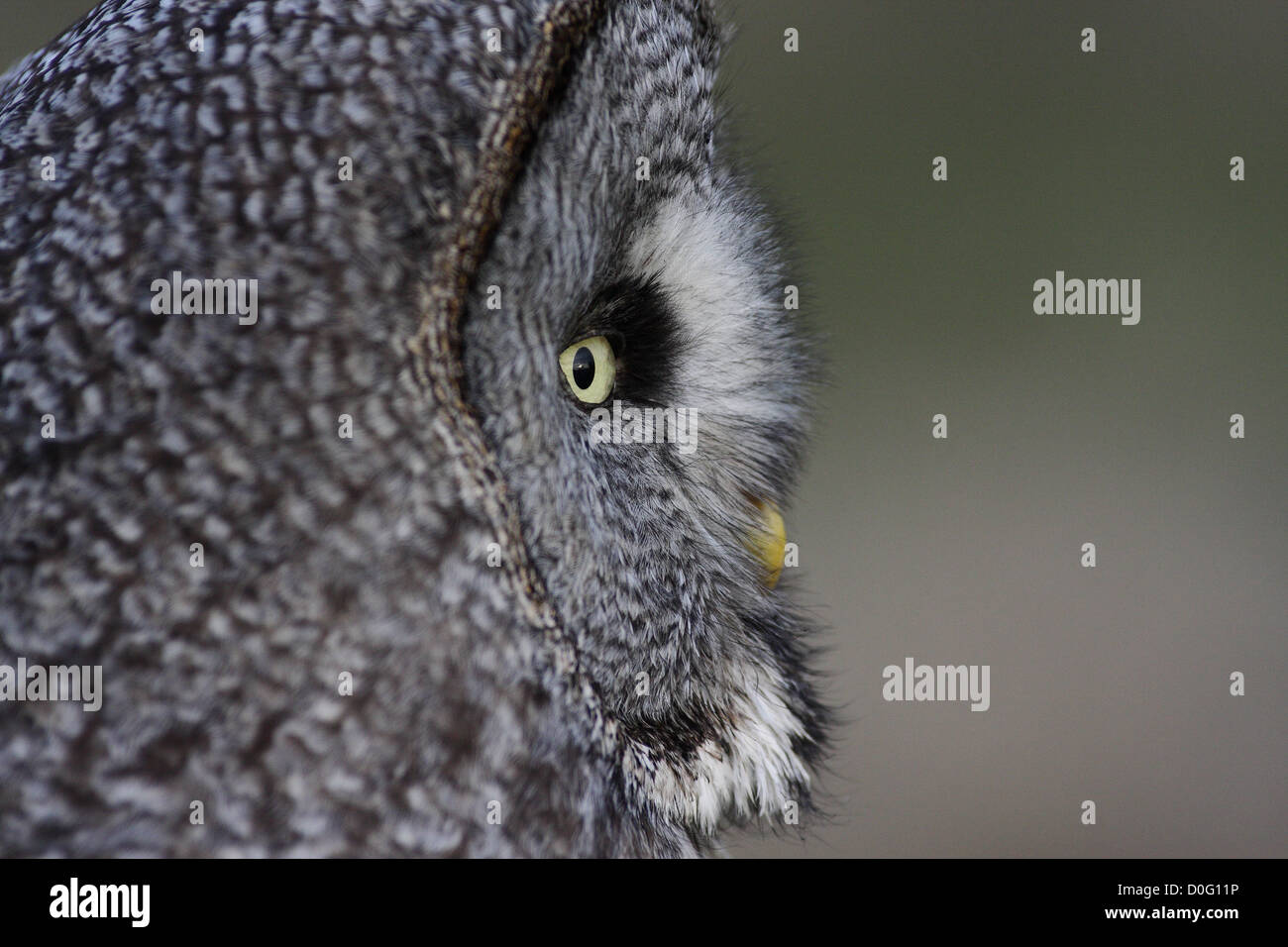 Great grey owl hunting in old forest Stock Photo - Alamy