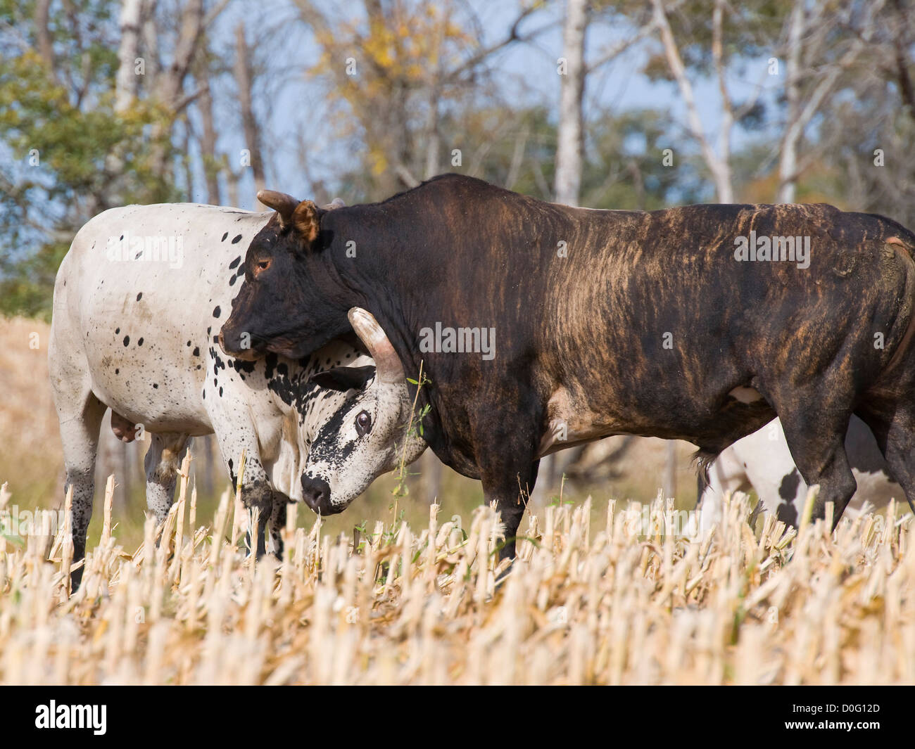 Angry bull hi-res stock photography and images - Alamy