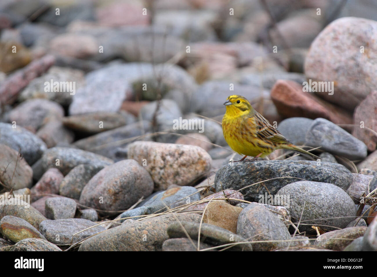 Male Yellowhammer (Emberiza citrinella) standing on beach stones ...