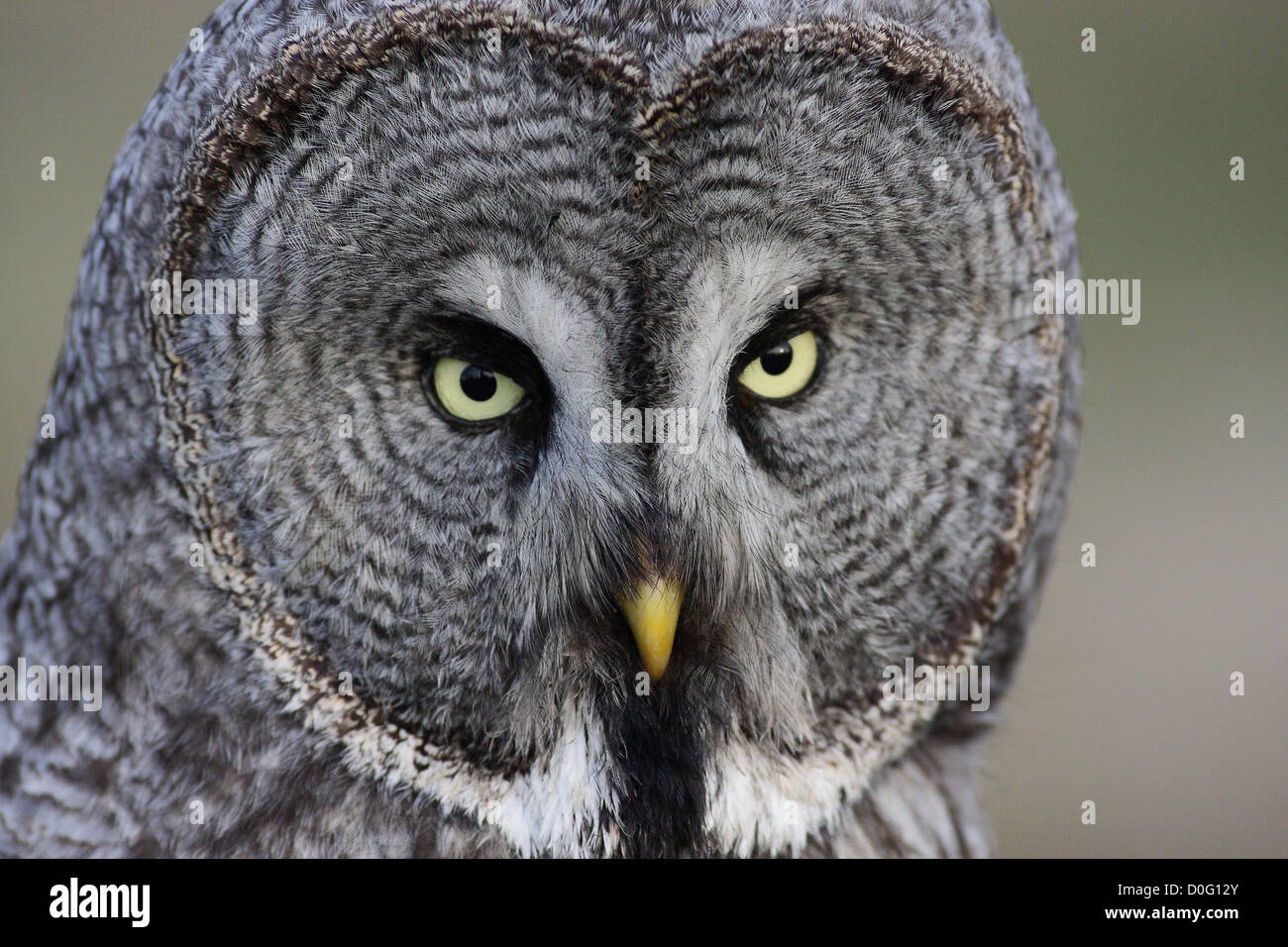 Great grey owl hunting in old forest Stock Photo - Alamy