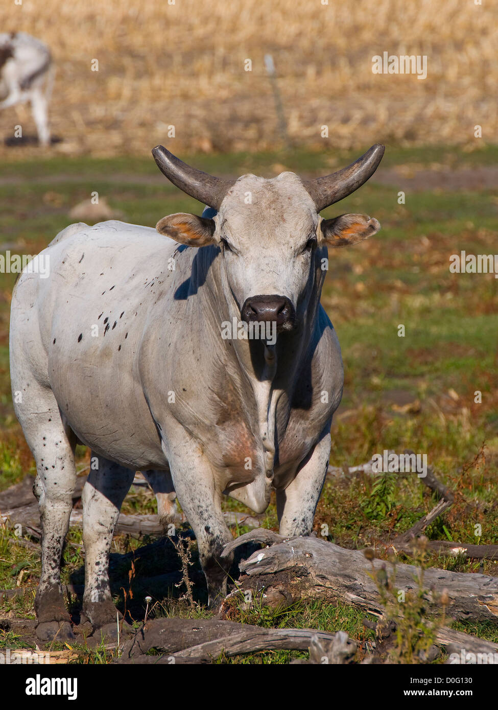 Angry bull hi-res stock photography and images - Alamy