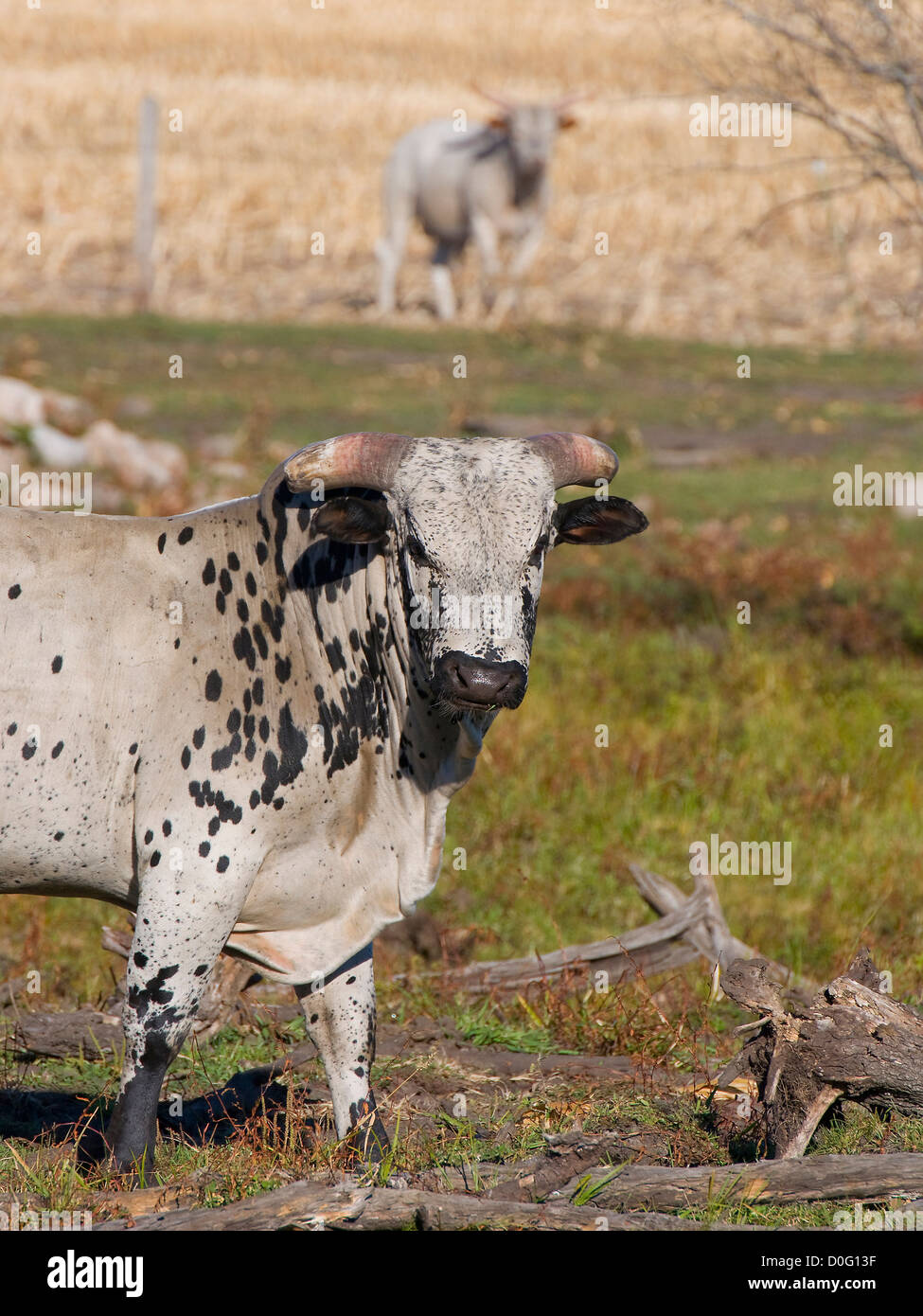 Large Mean Angry Bull in a pasture Stock Photo - Alamy
