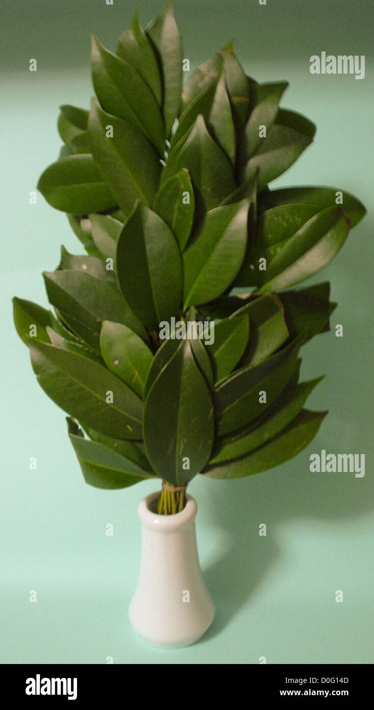 Sakaki's branch with sakaki stand 榊立てに立てたja:榊の枝 Stock Photo - Alamy