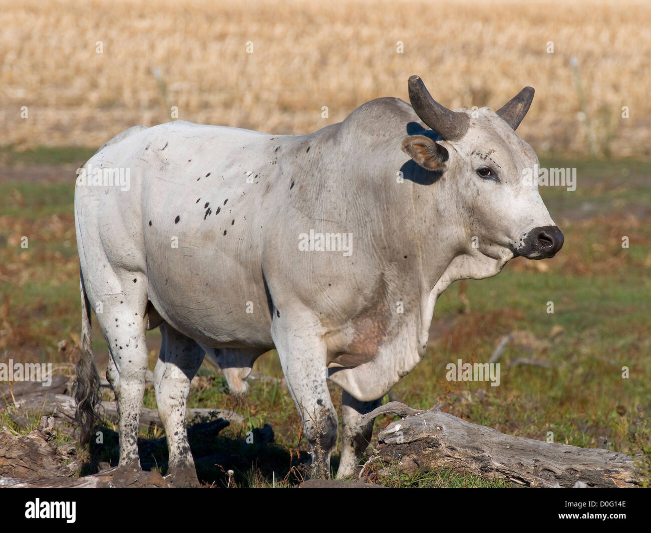Angry bull hi-res stock photography and images - Alamy