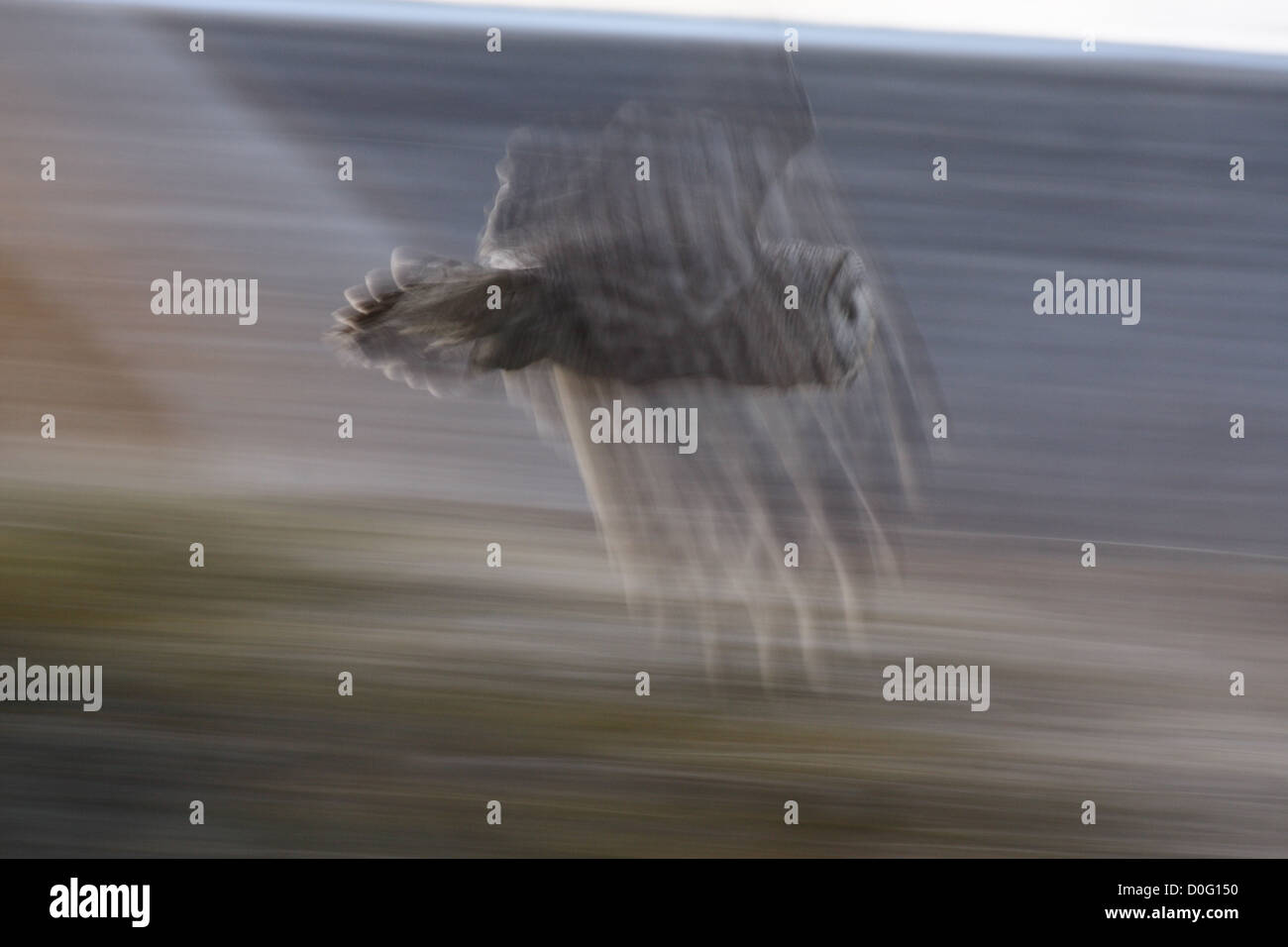 Great grey owl hunting in old forest Stock Photo - Alamy