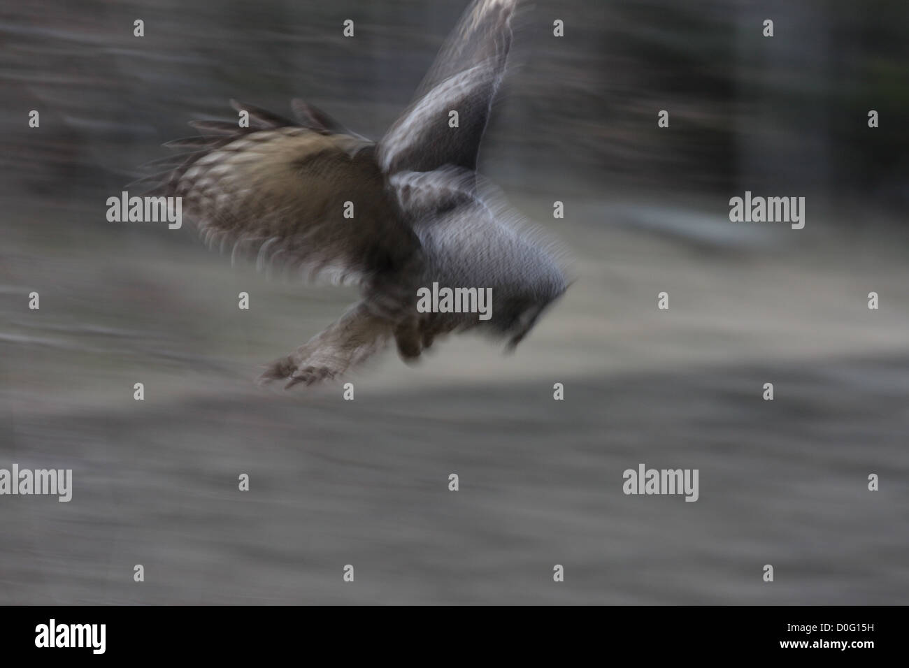 Great grey owl hunting in old forest Stock Photo - Alamy