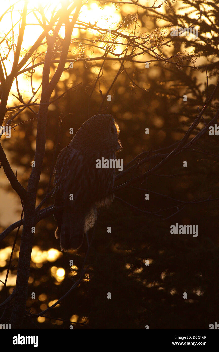 Great grey owl hunting in old forest Stock Photo - Alamy