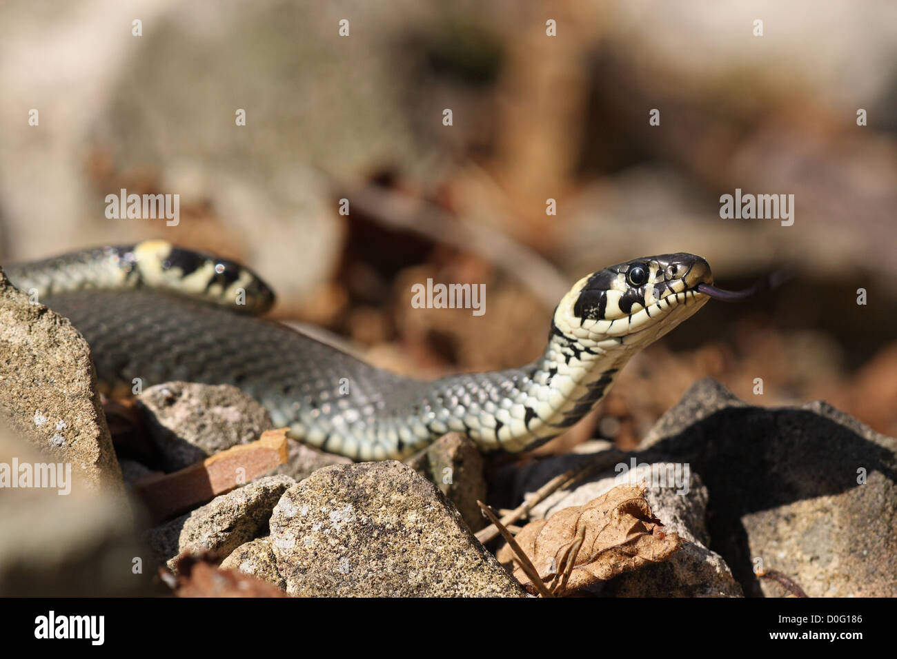 Grass snake portrait Stock Photo - Alamy