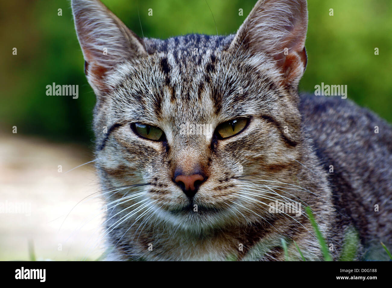 portrait of gray cat, Poland Stock Photo - Alamy