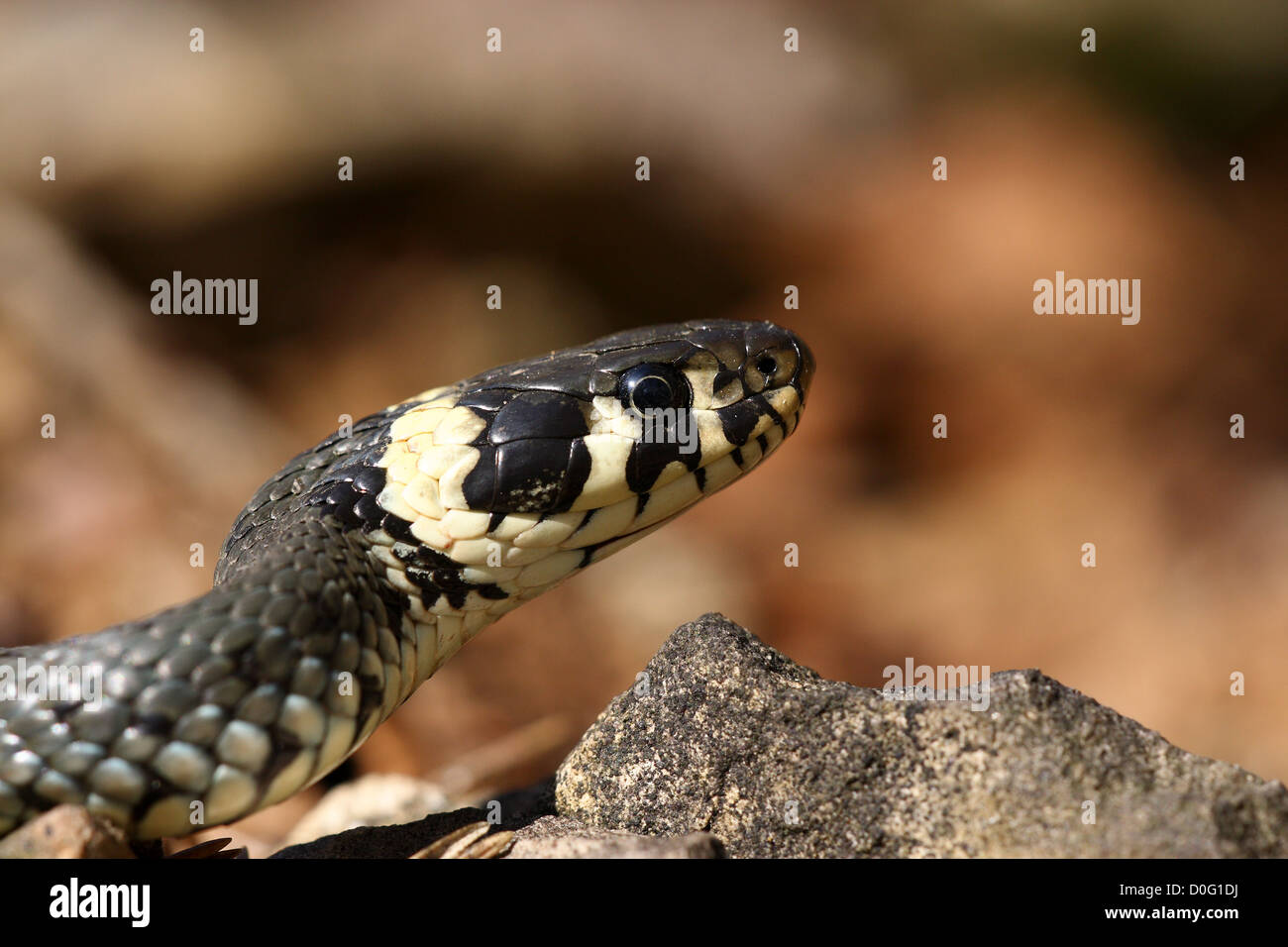Grass snake portrait Stock Photo - Alamy
