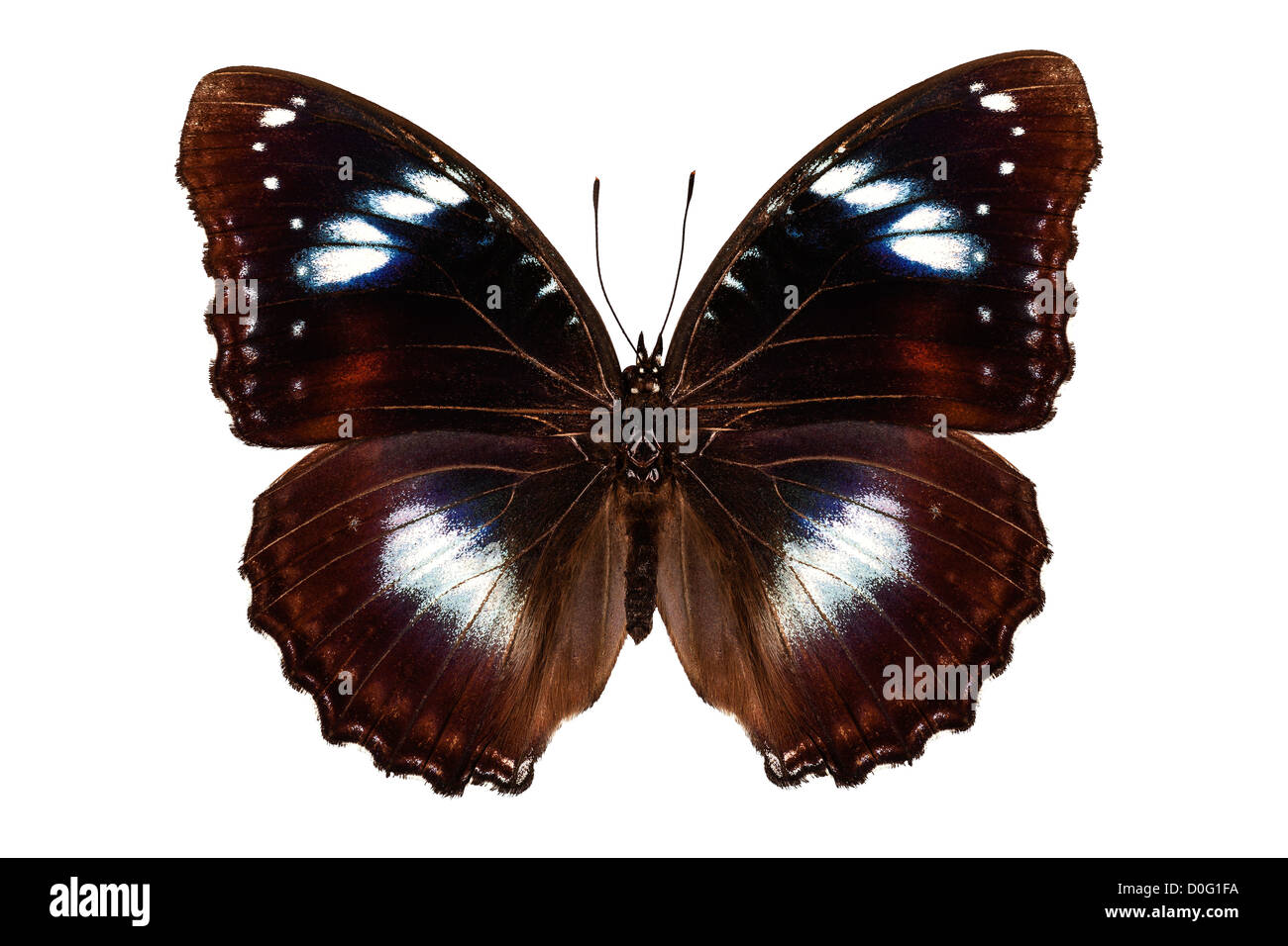 Hypolimnas species hi-res stock photography and images - Alamy