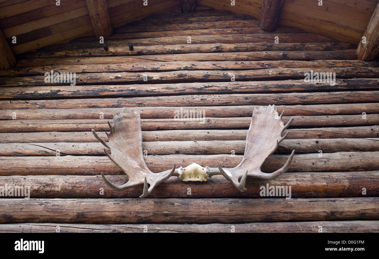 Moose Antlers over the doorway of a log home Stock Photo - Alamy
