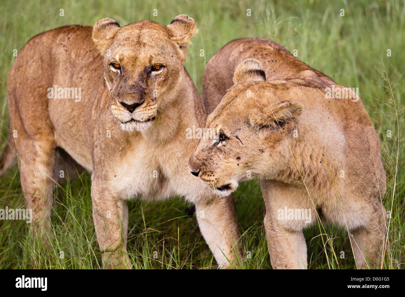 Lioness okavango delta hi-res stock photography and images - Alamy