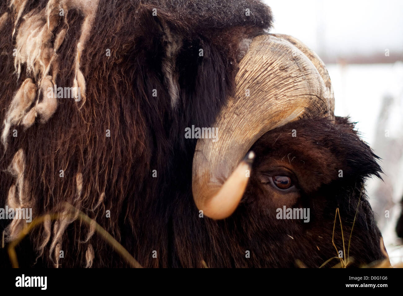 Portrait of the Musk Ox Stock Photo - Alamy