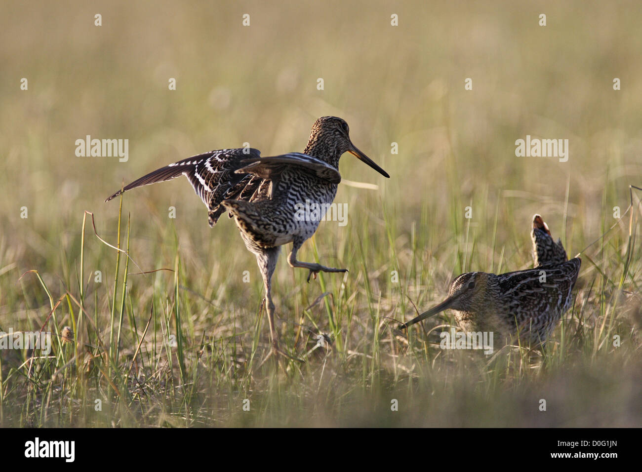 Great snipe lekking in Scandinavian mountain Stock Photo - Alamy