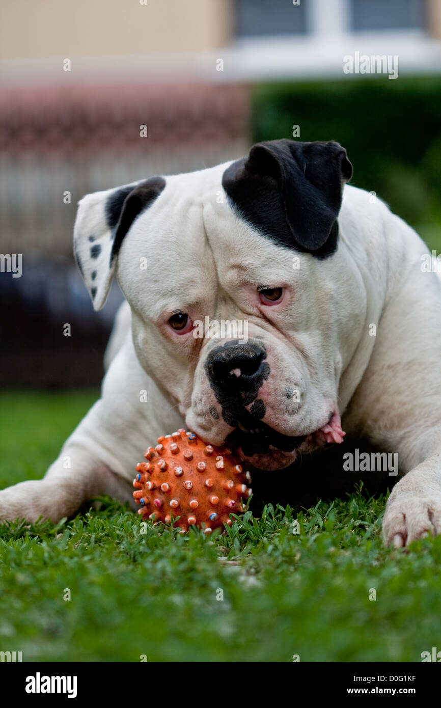 Are Female Bulldogs Aggressive