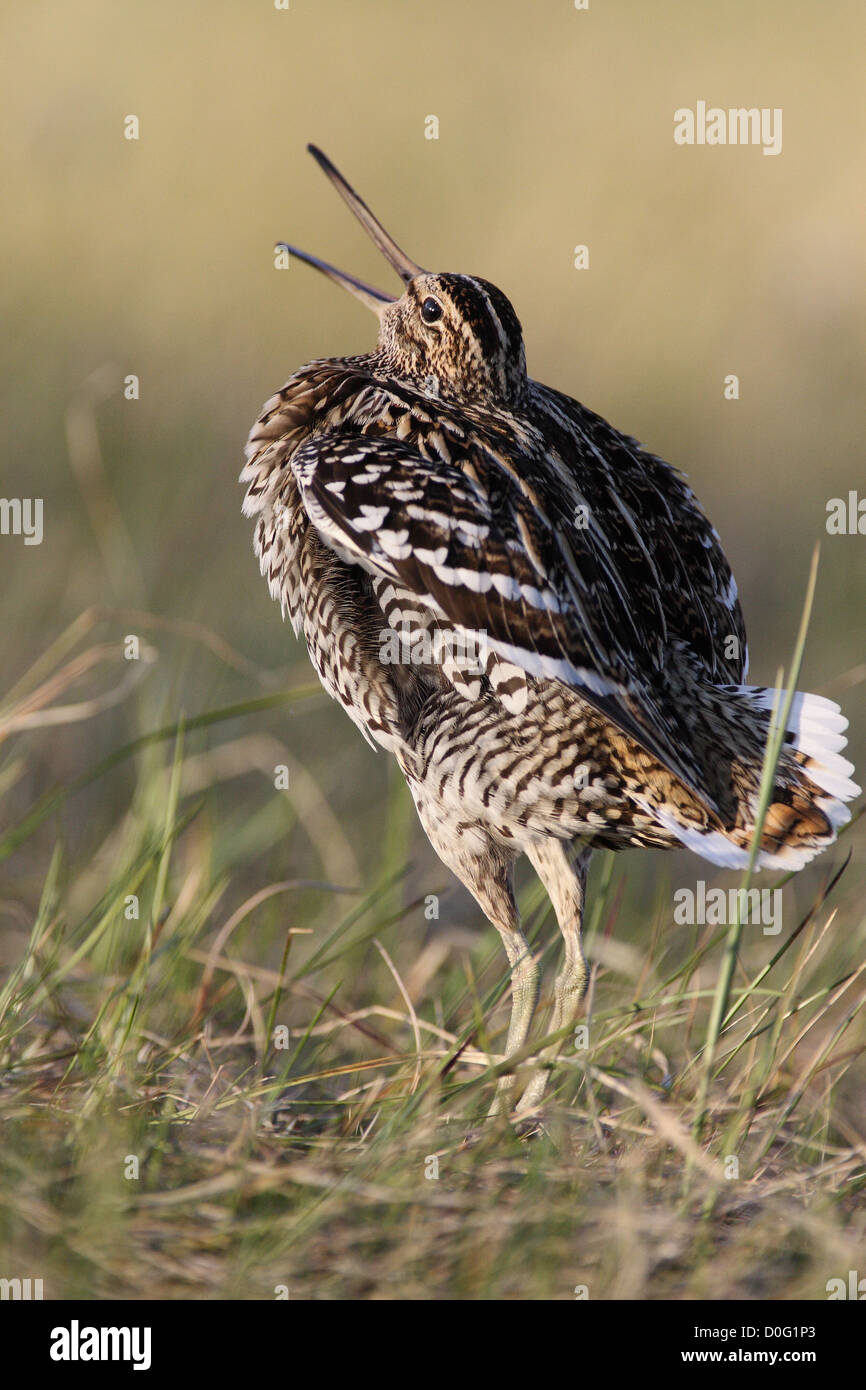 Great snipe lekking in Scandinavian mountain Stock Photo - Alamy
