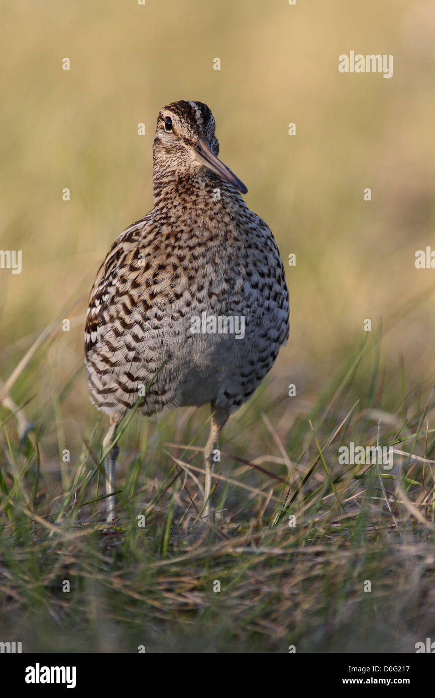 Great snipe lekking in Scandinavian mountain Stock Photo - Alamy