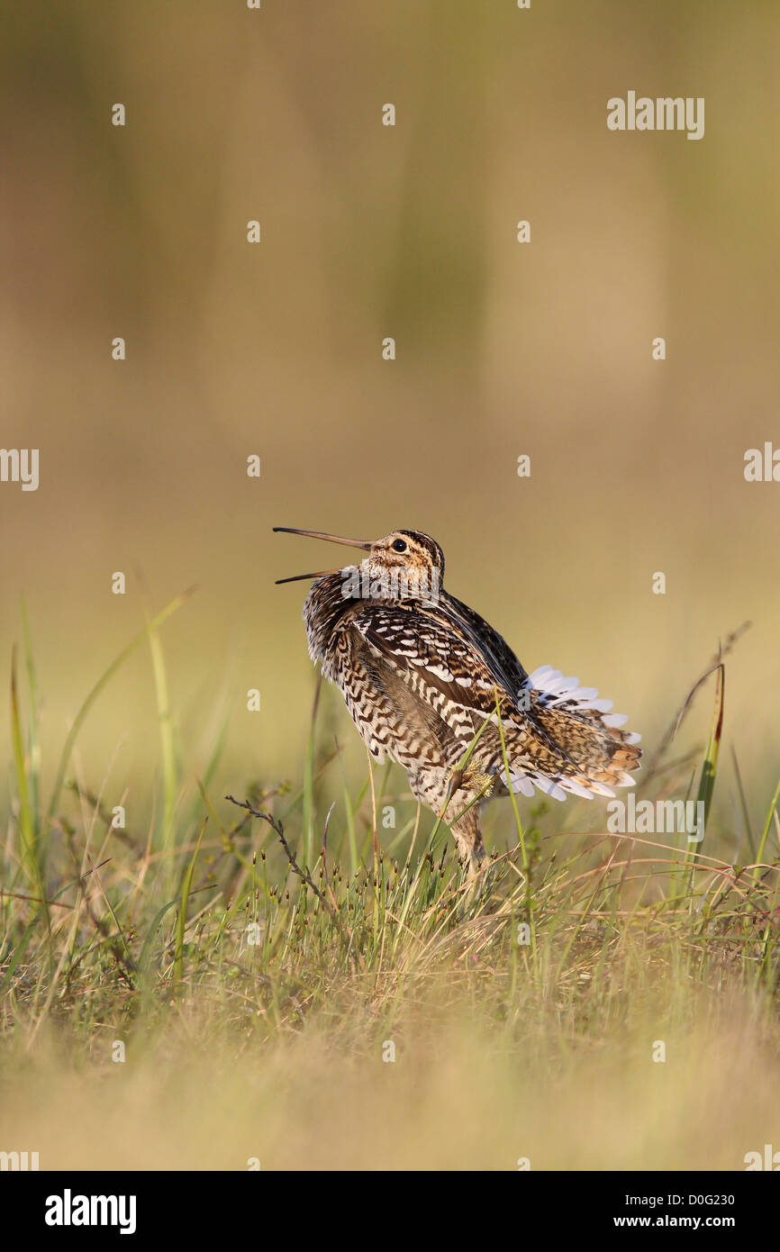 Great snipe lekking in Scandinavian mountain Stock Photo - Alamy