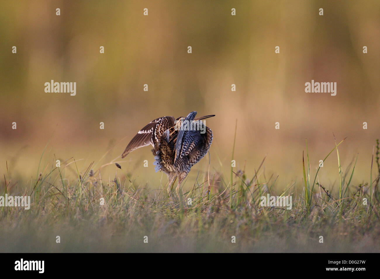 Lekking great snipe hi-res stock photography and images - Alamy