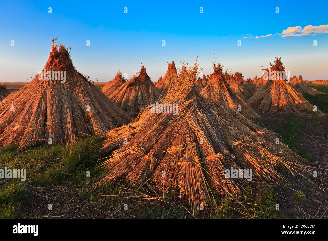 Reed sheaves hi-res stock photography and images - Alamy