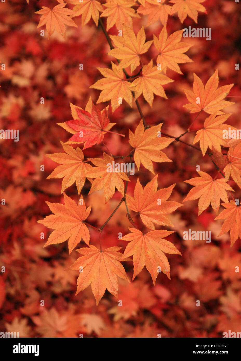 Maple tree branch in Autumn (Fall Stock Photo - Alamy