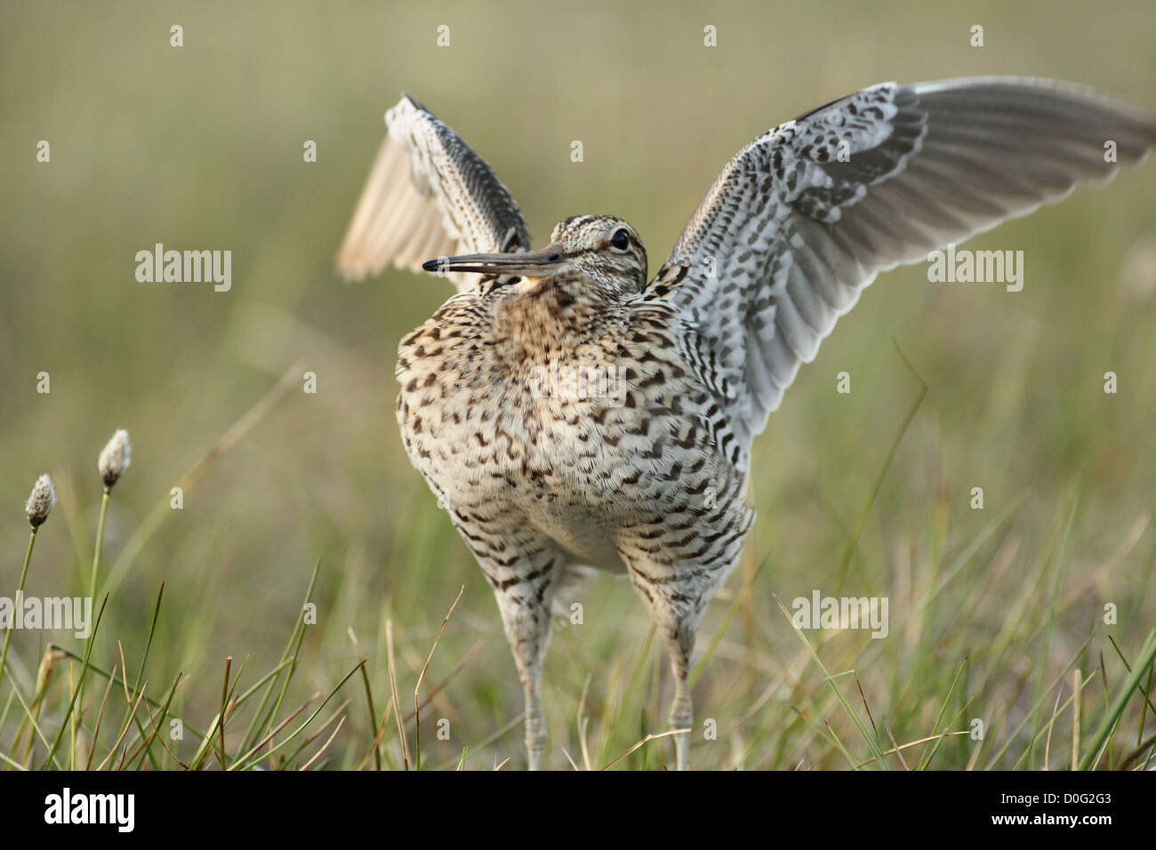 great snipes performing lekking behaviour Stock Photo - Alamy