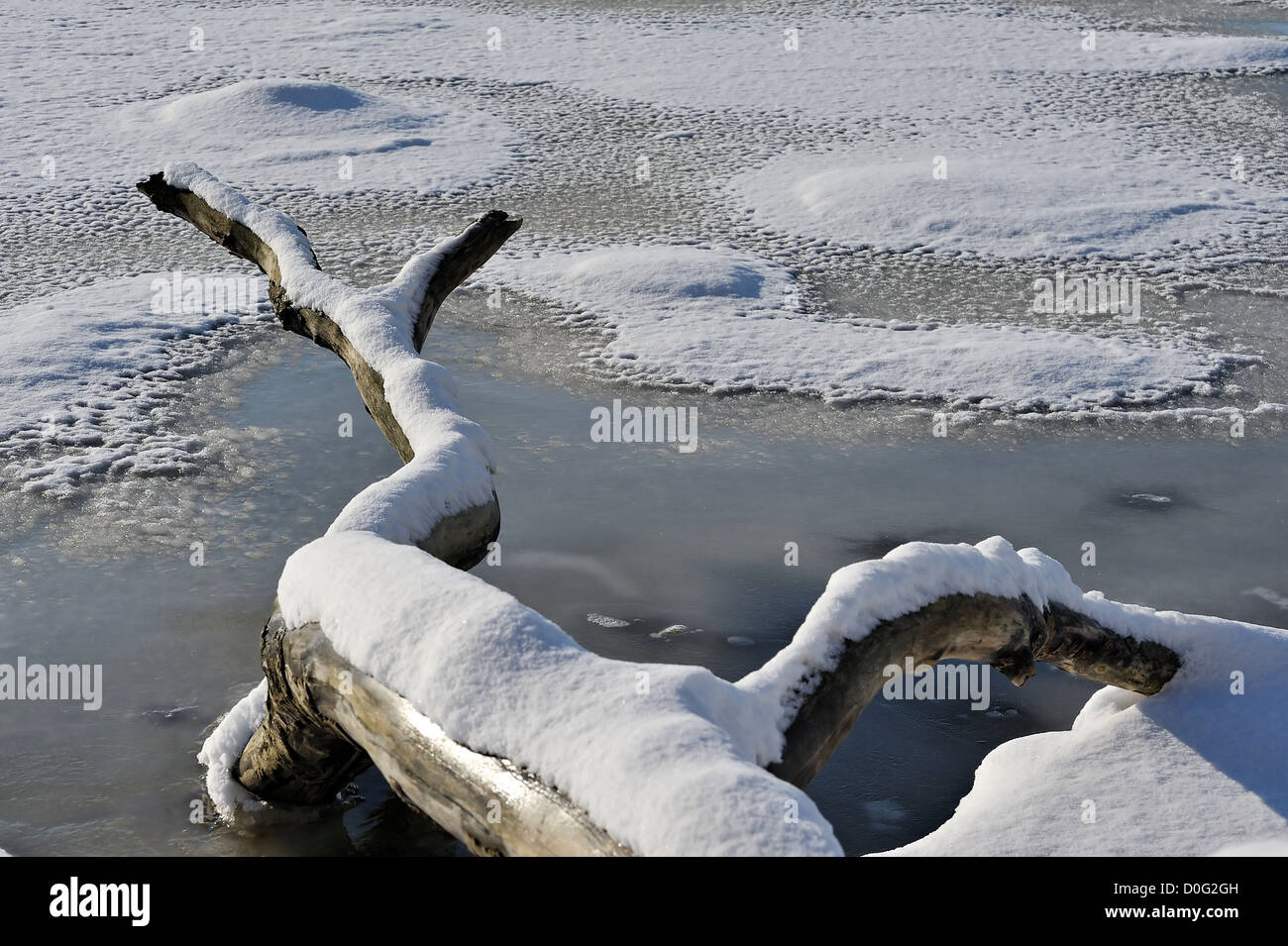 tree on baltic sea Stock Photo - Alamy