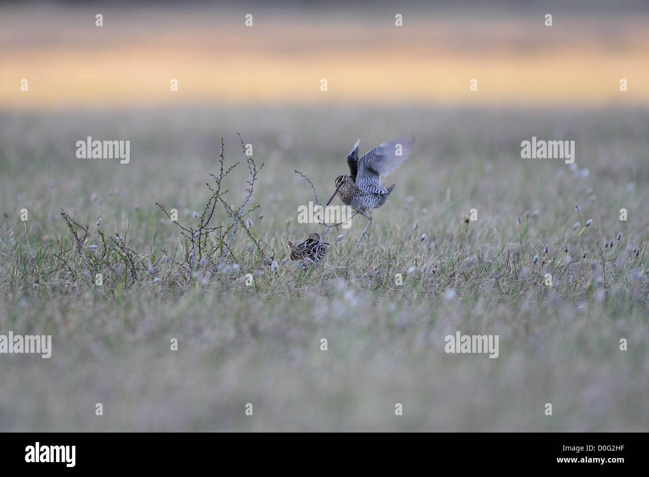 Lekking behaviour hi-res stock photography and images - Alamy