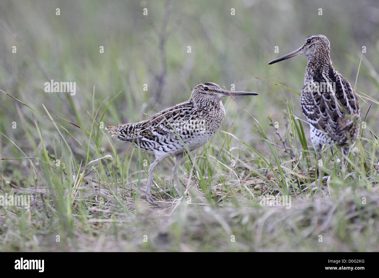 Great Snipes High Resolution Stock Photography and Images - Alamy