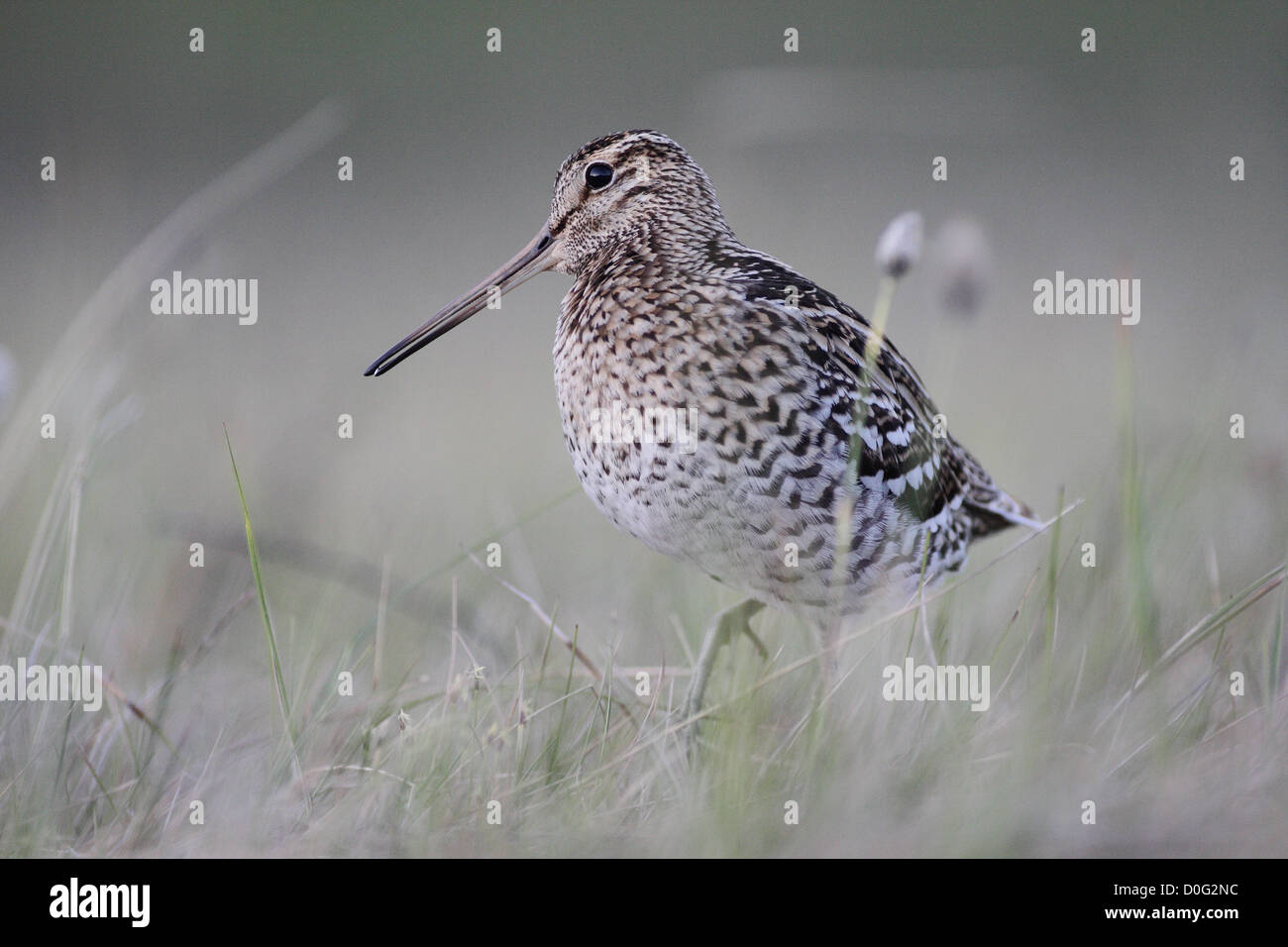 Lekking Behaviour High Resolution Stock Photography and Images - Alamy