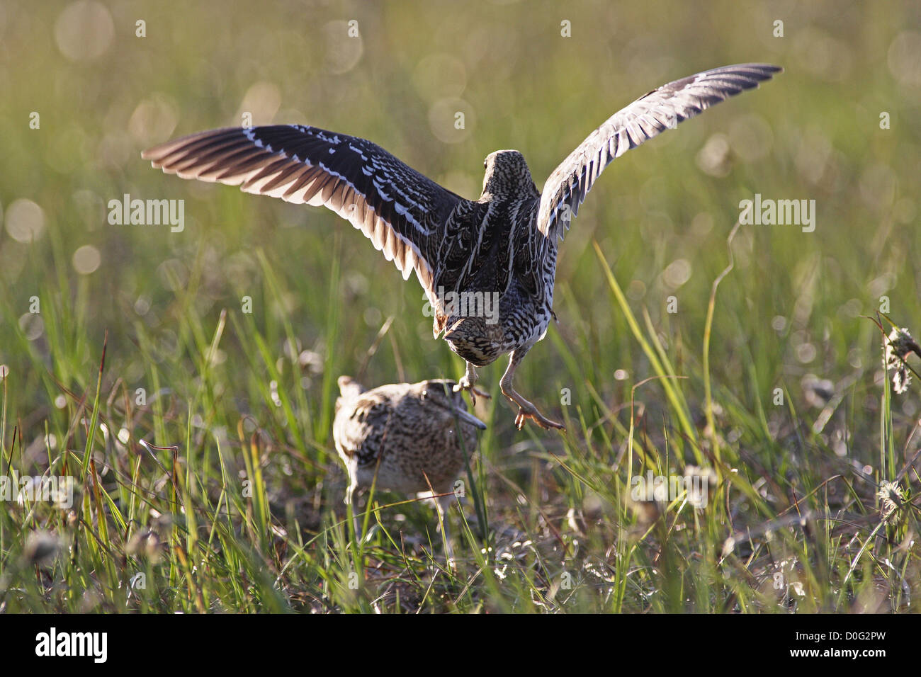 great snipes performing lekking behaviour Stock Photo - Alamy
