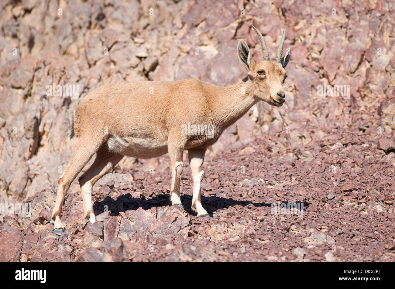 Nubian Ibex doe (Capra ibex nubiana), 'Masiv Eilat' nature reserve ...