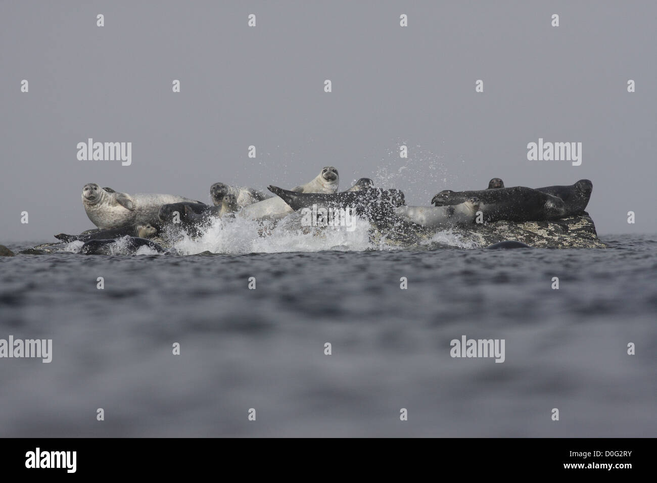 Group seals hi-res stock photography and images - Alamy