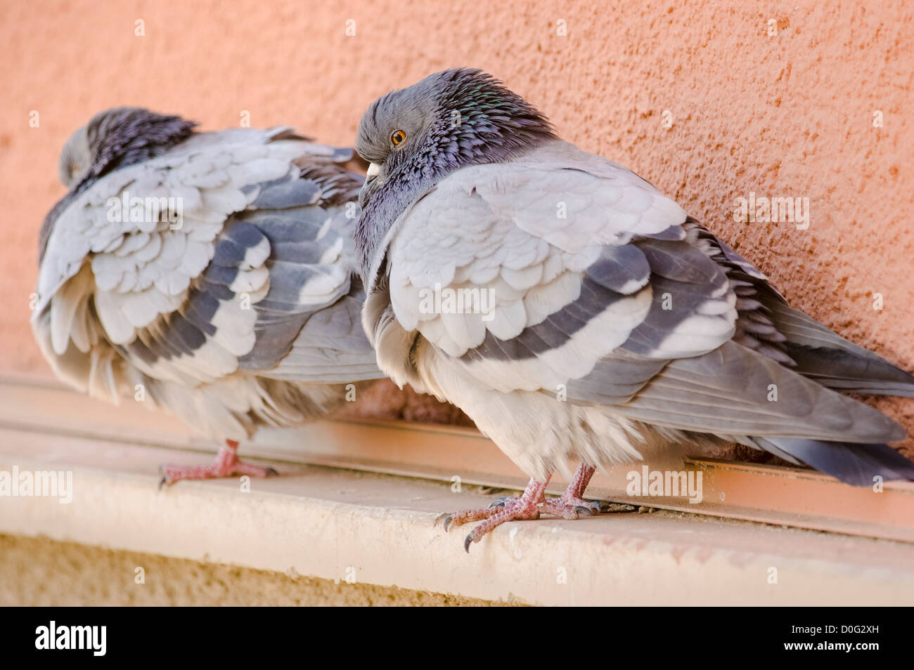 Scruffy pigeons hi-res stock photography and images - Alamy