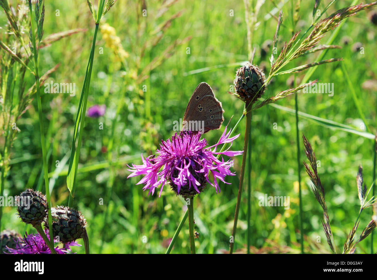 Yellow moth pink feelers wings hi-res stock photography and images - Alamy