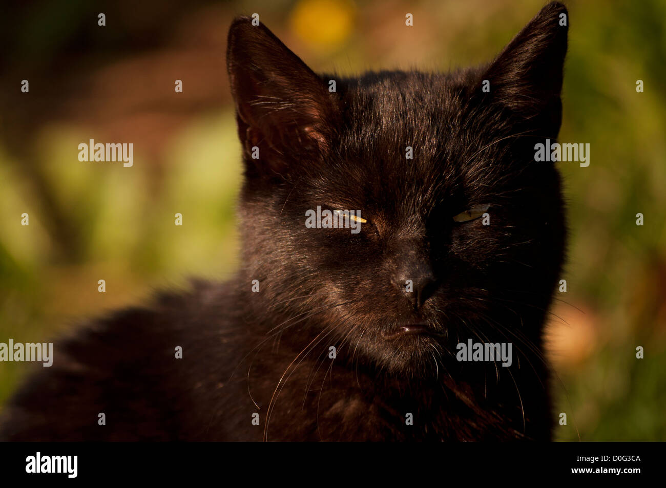 Angry black kitten hi-res stock photography and images - Alamy