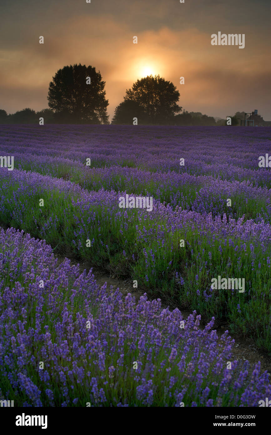 Lavender Mist High Resolution Stock Photography and Images - Alamy
