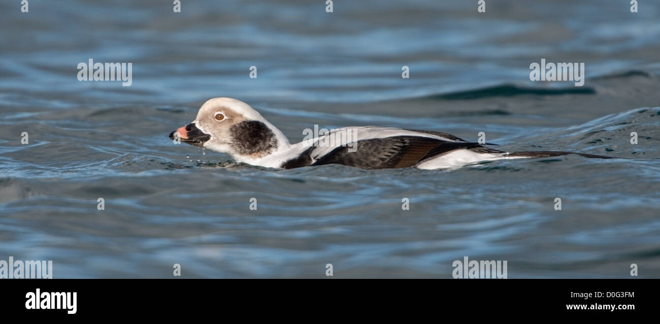 Carnsew pool hi-res stock photography and images - Alamy