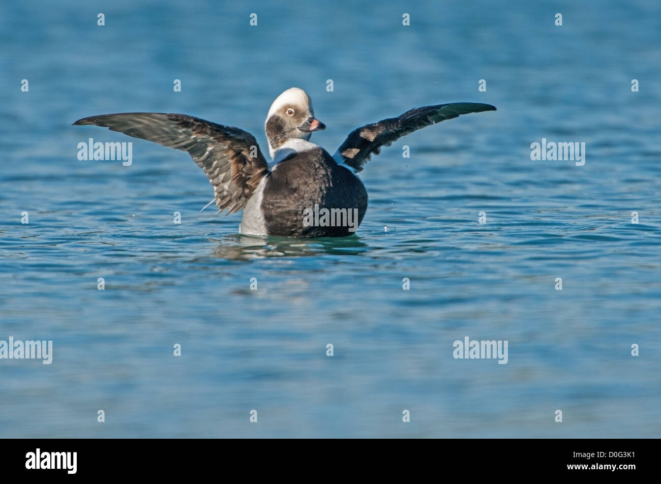 Clangula hyemalis, Long Tailed Duck at Carnsew Pool Hayle, unusual to ...