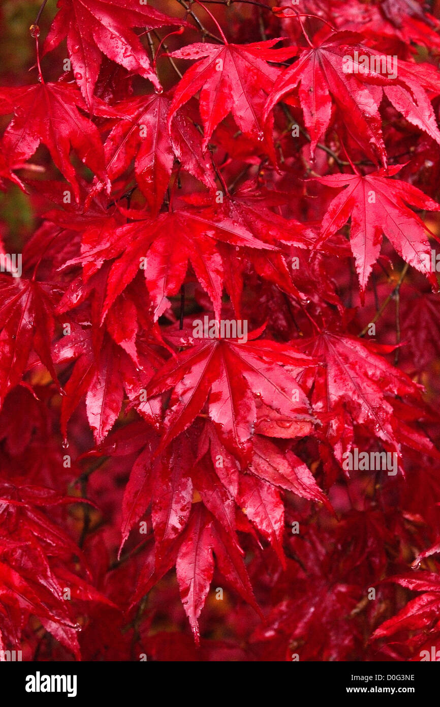 Japanese Acer Tree in the English Lake District, Cumbria, England Stock ...