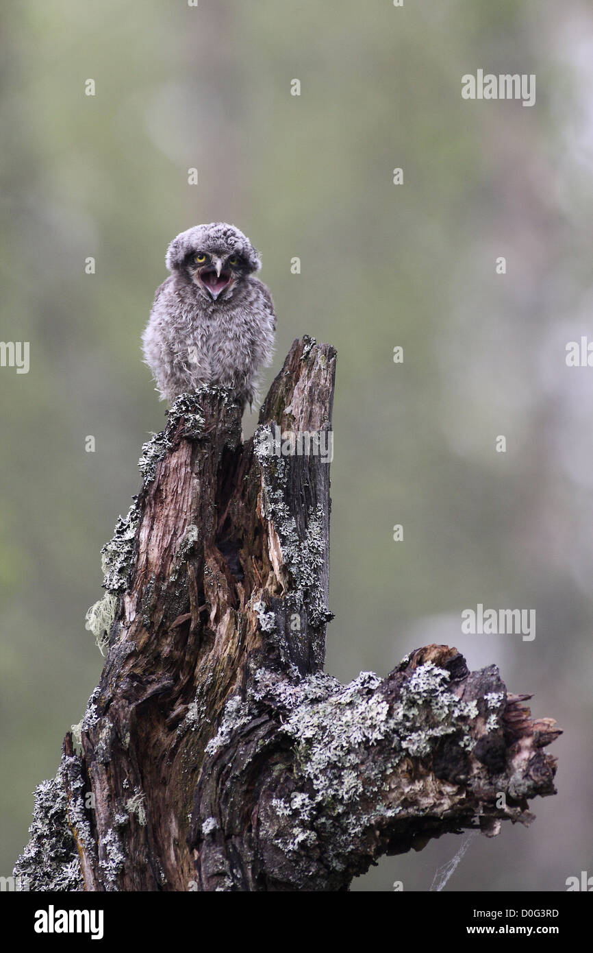 Owls in old forest Stock Photo - Alamy