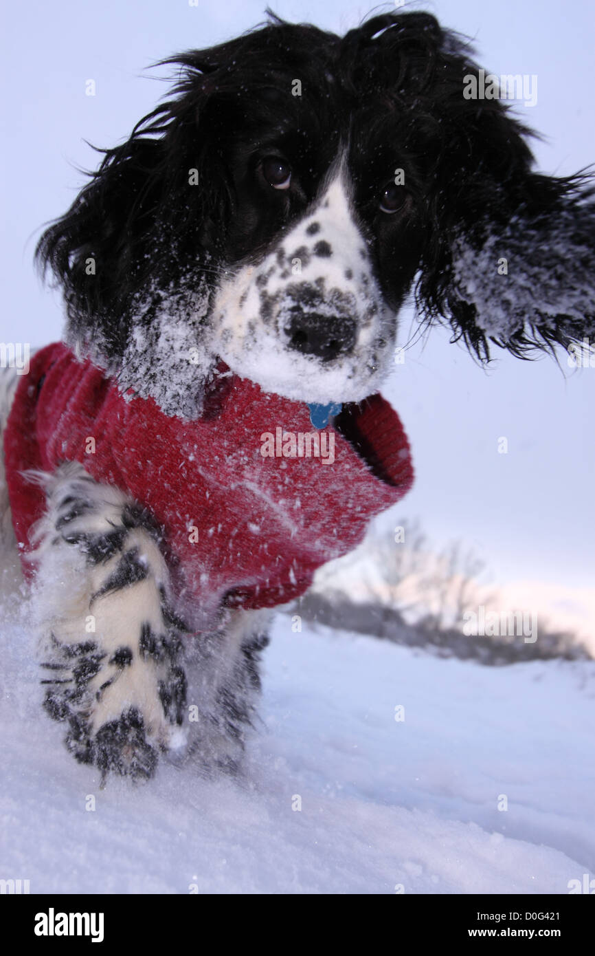 English Cocker Spaniel Dog Wearing coat in Snow with manic expression ...