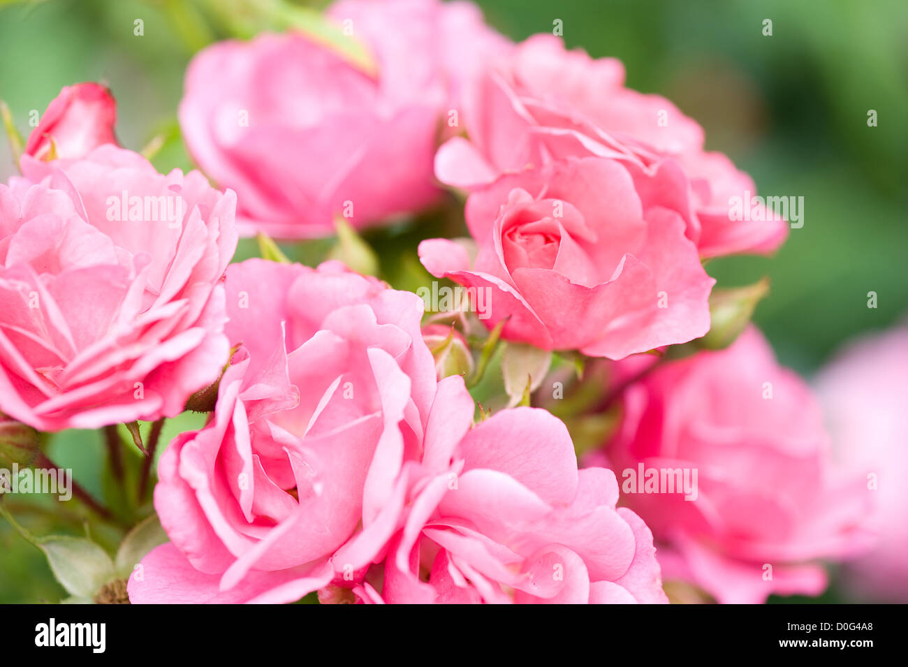 Bunches of pink roses hi-res stock photography and images - Alamy