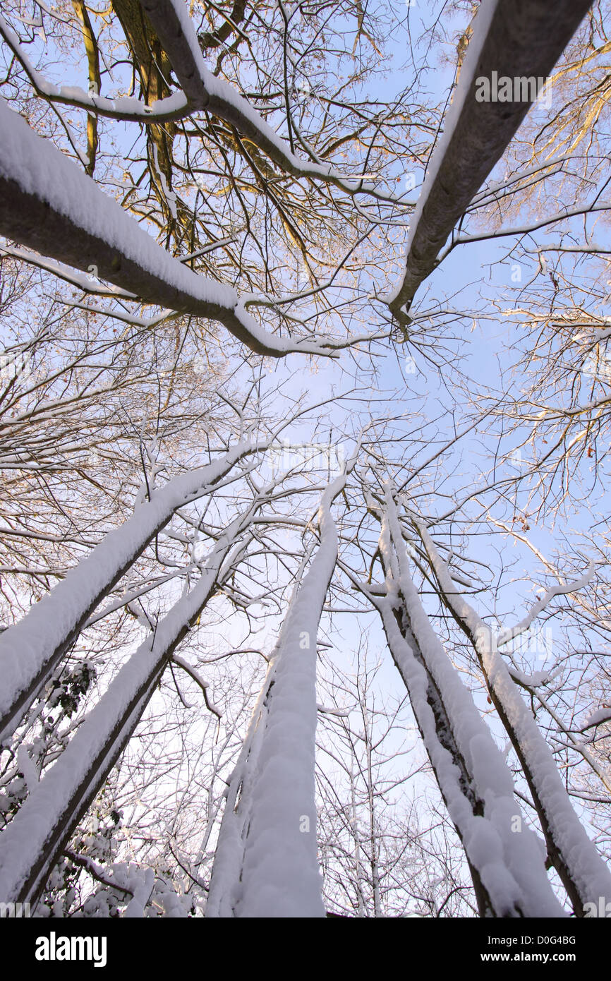Sparkly trees hi-res stock photography and images - Alamy
