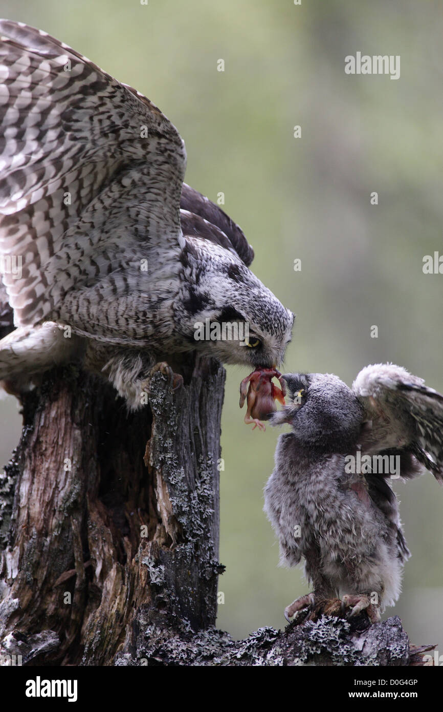 owls in forest landscape Stock Photo - Alamy