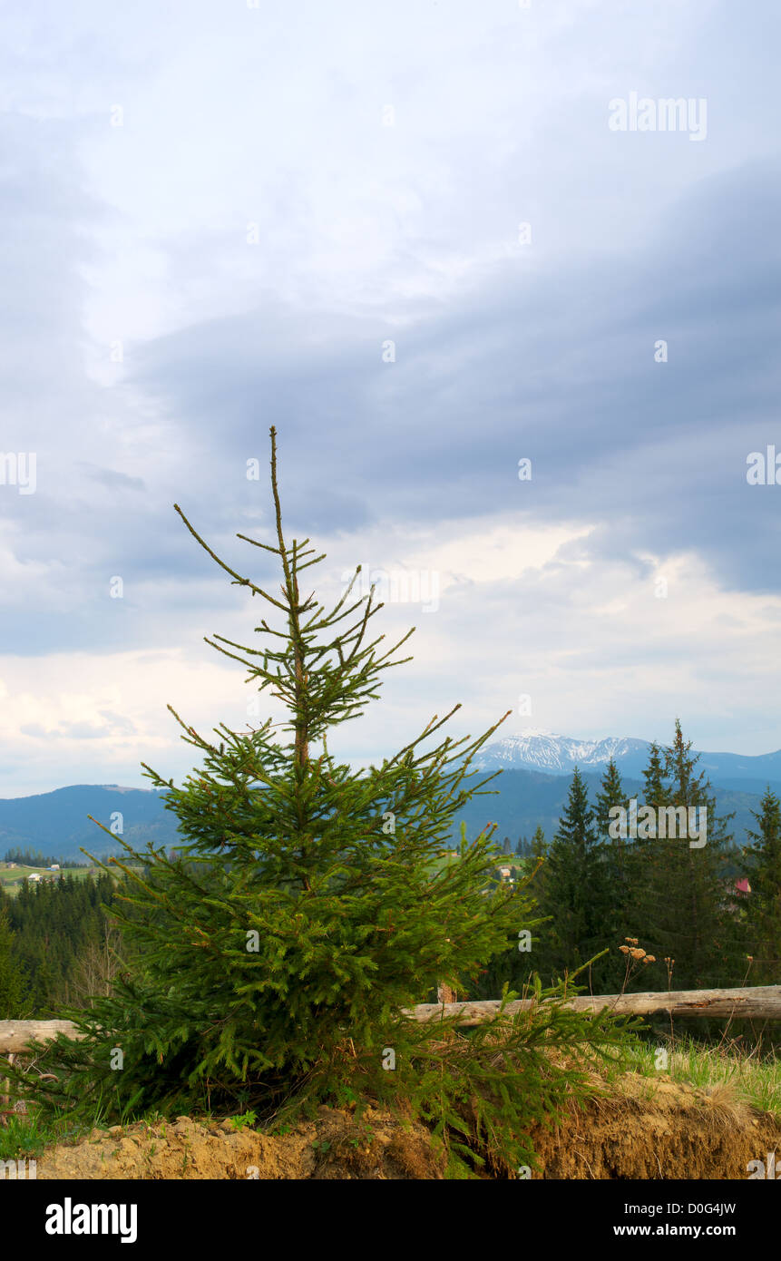 Mountain landscape with fir tree on the foreground Stock Photo - Alamy